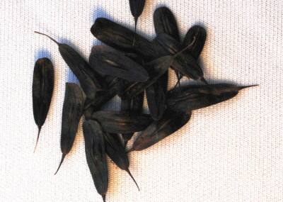 Woad powder, woad seeds and cards